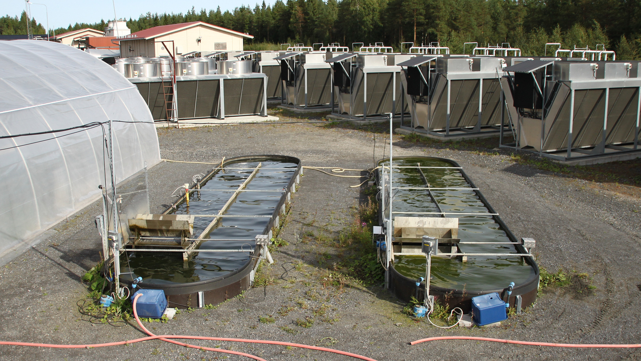 Receives SEK 15 million: Will create degradable plastic – from algae