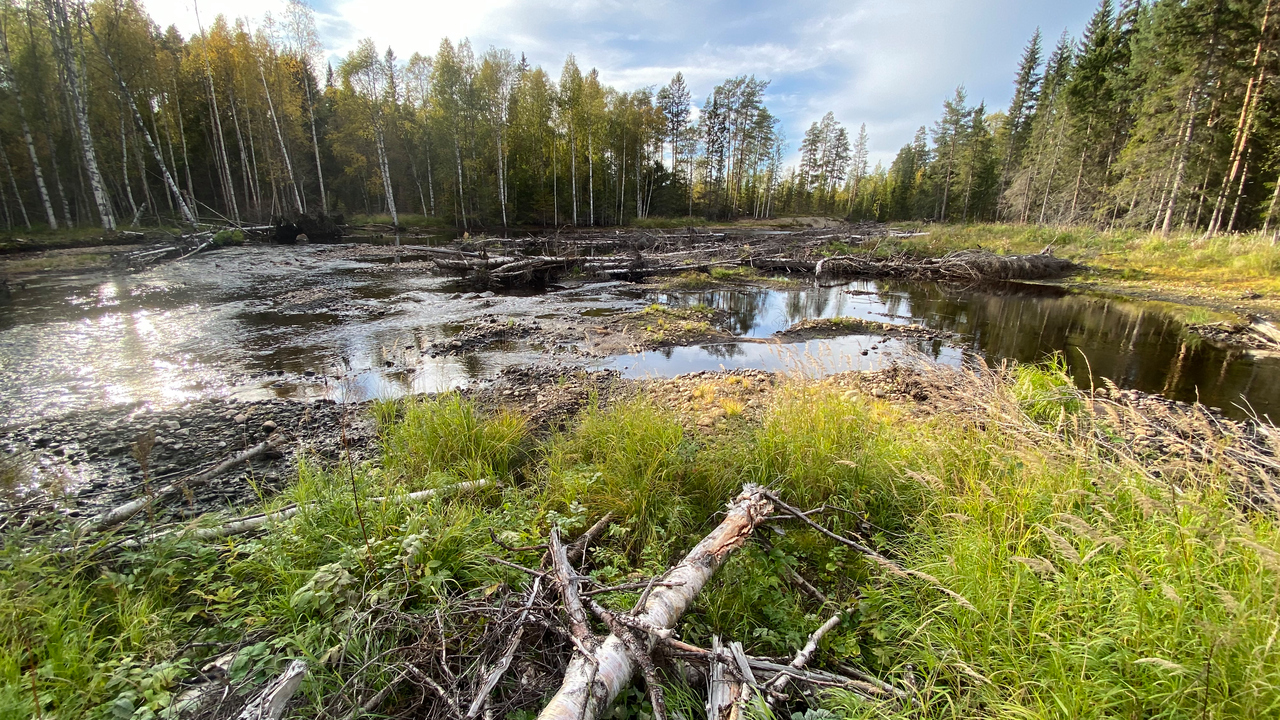 Swedish river restoration inspired by UK success