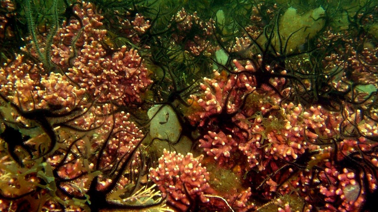 Light harvesting in coralline algae