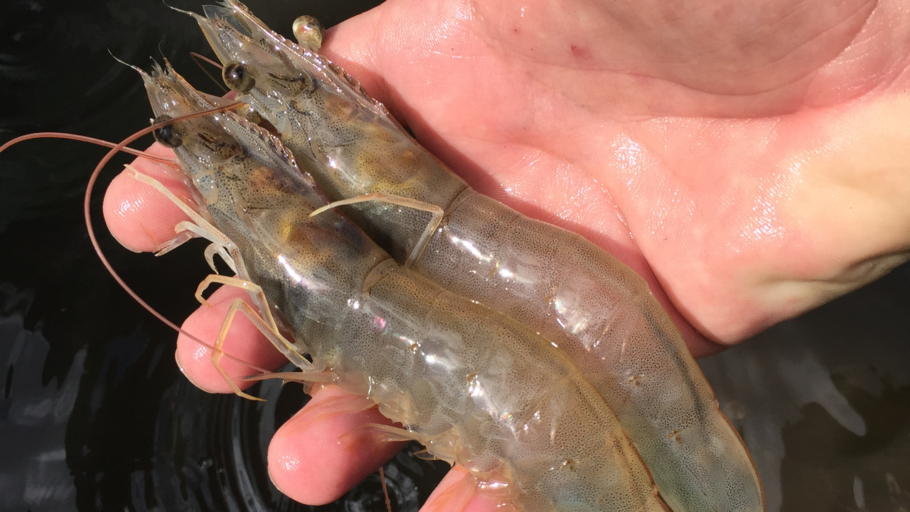 10 million to project for sustainable shrimp and fish production