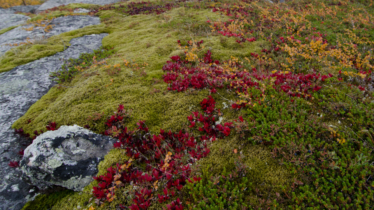 Natur på campus: Mossor och lavar