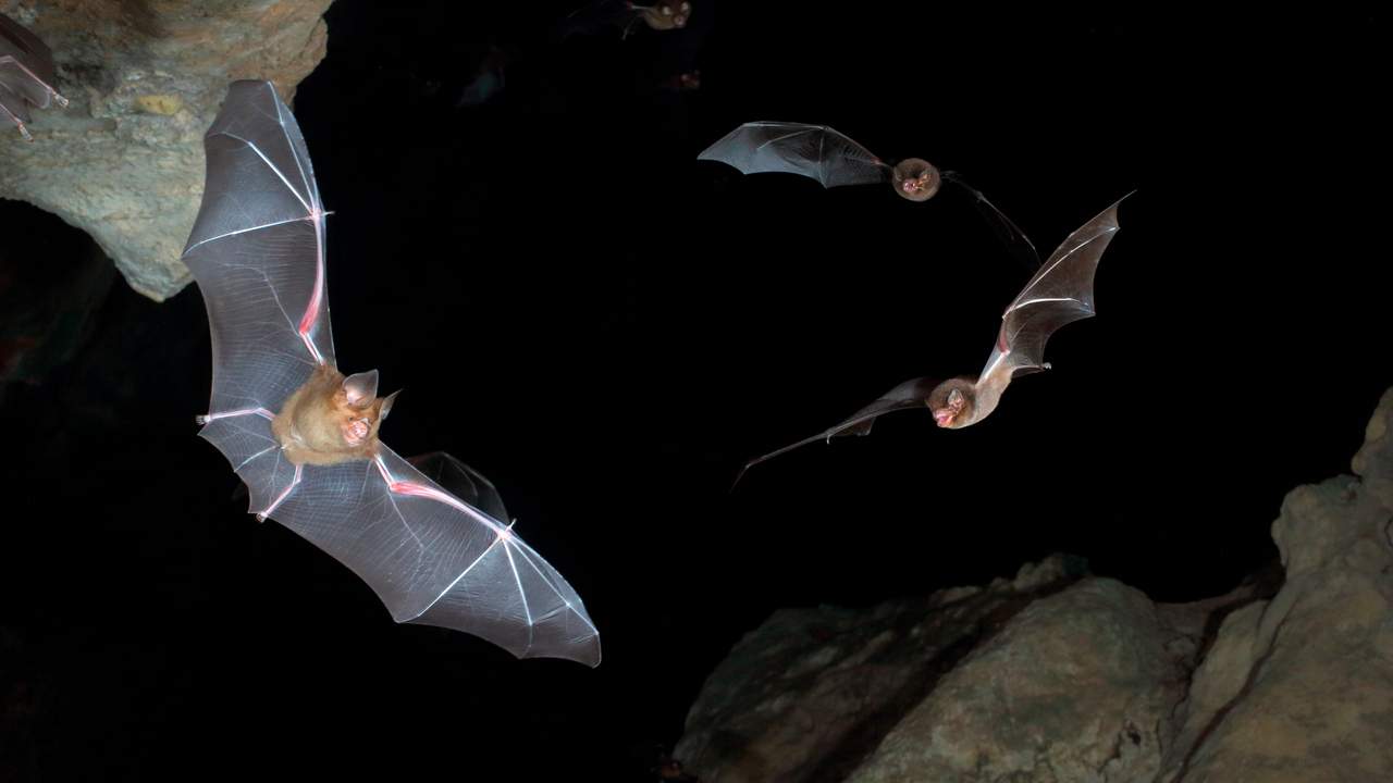 Understand the spread of animal infections and prevent the next pandemic