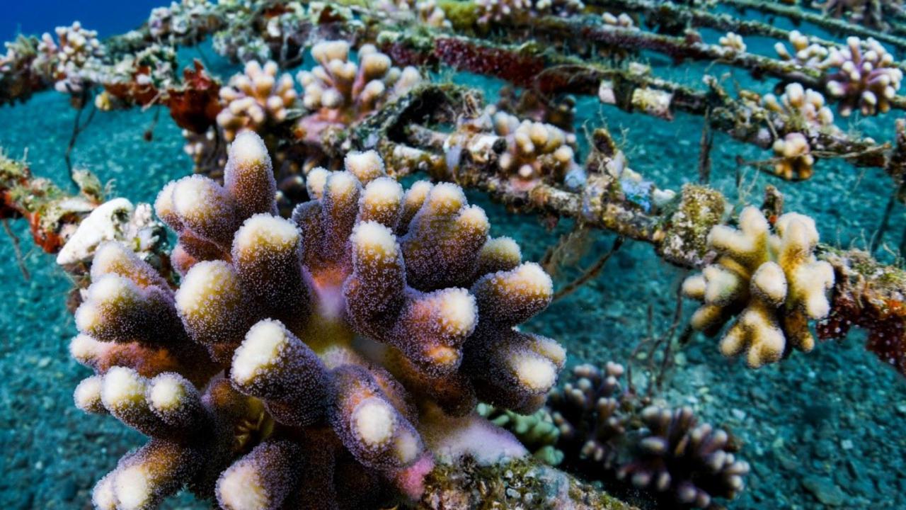 Expulsion Events as Drivers of Evolution in Endosymbiotic Systems