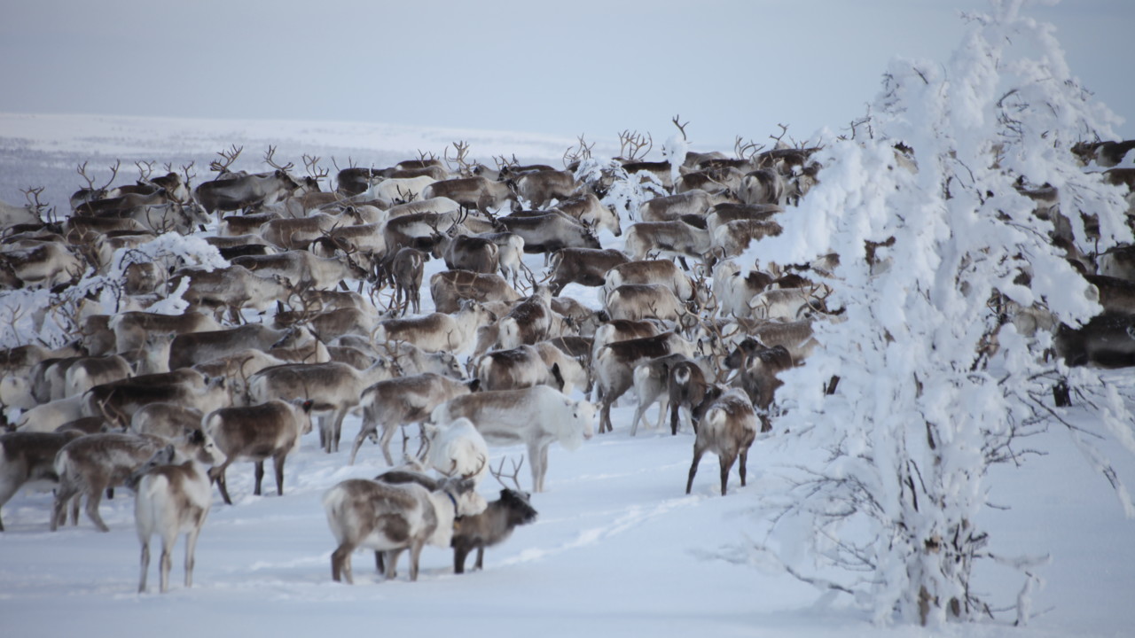 Vilda renar slipper dra tomtens släde