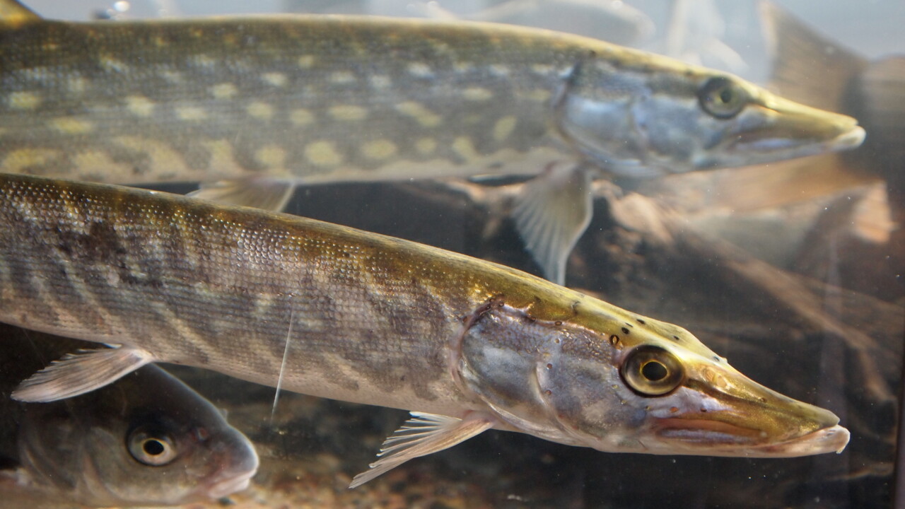 Pike - survivors in a changing environment?