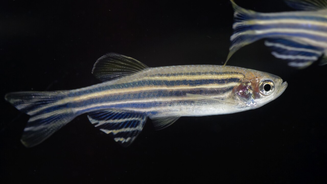 Genetically modified fish assisting in the fight against cancer