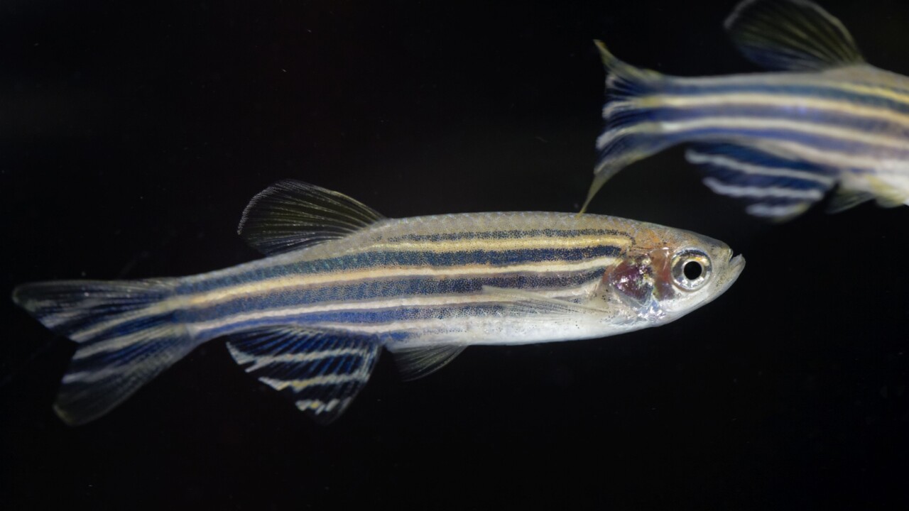 Fish embryos show cocktail effects