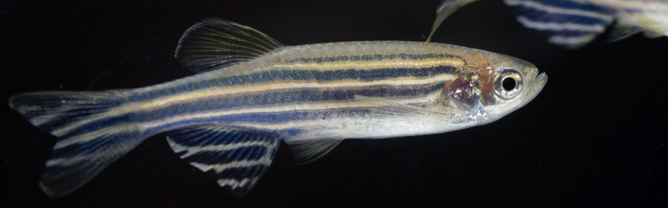 Genetically modified fish assisting in the fight against cancer