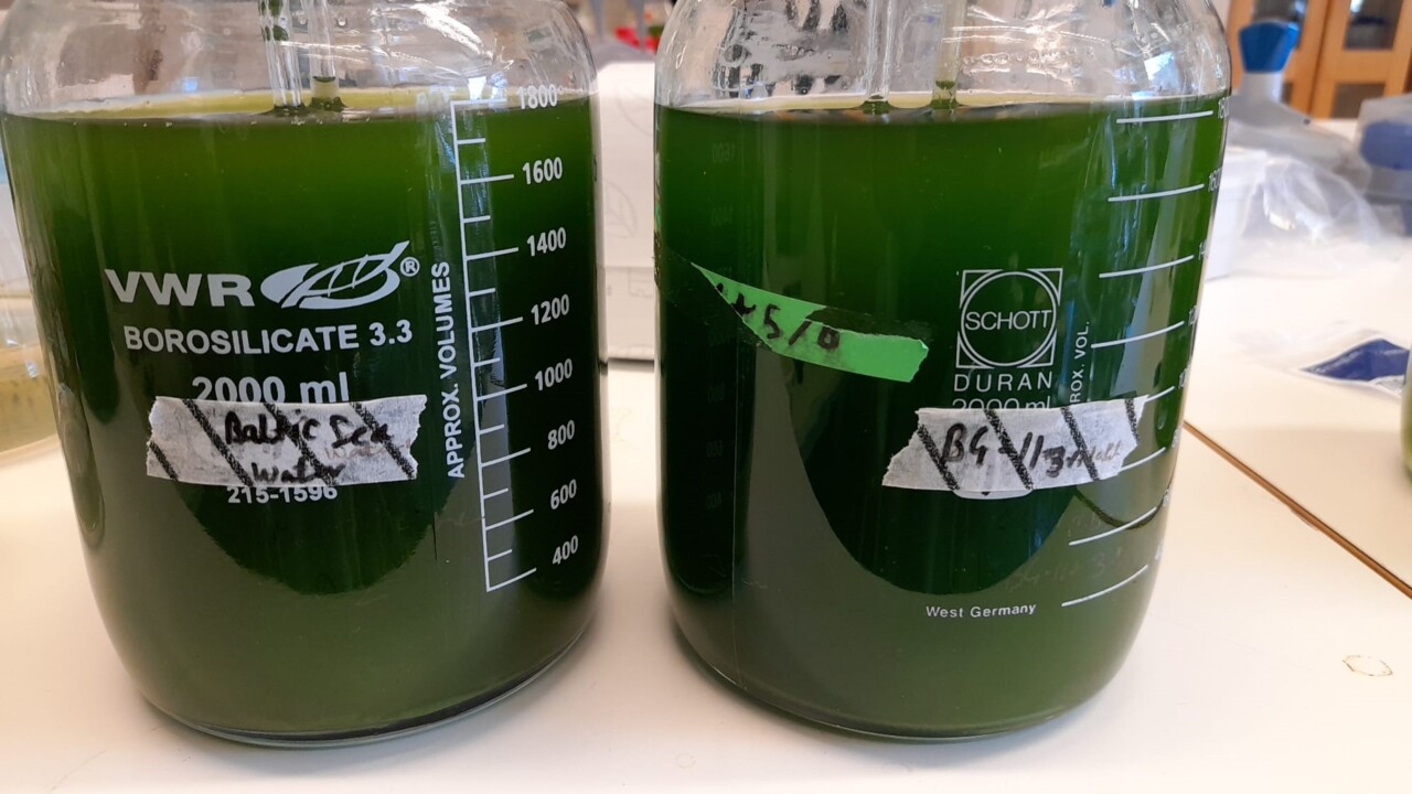 Microalgae purify seawater and produce valuable biomass