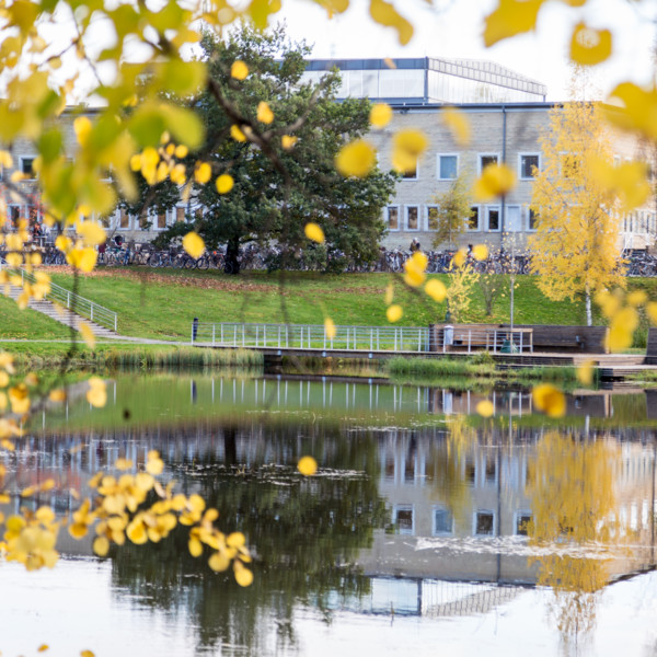Umeå universitet