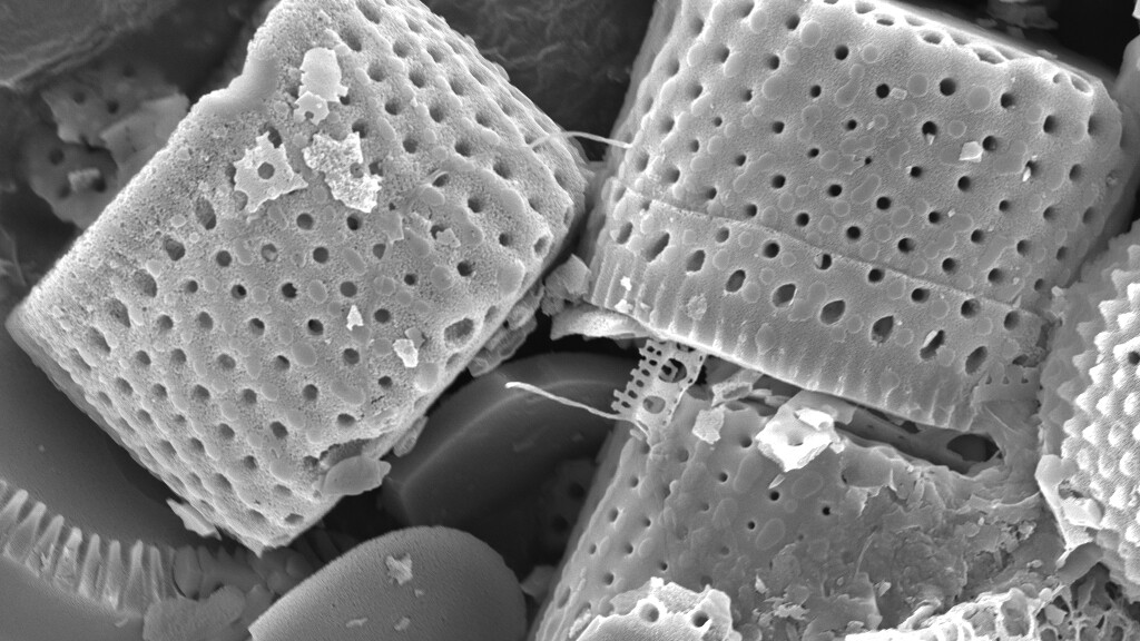 Diatoms