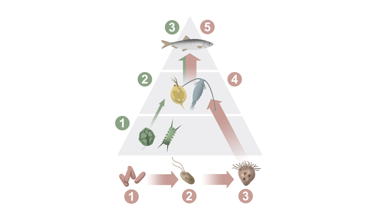 Decreased efficiency in a complex food web