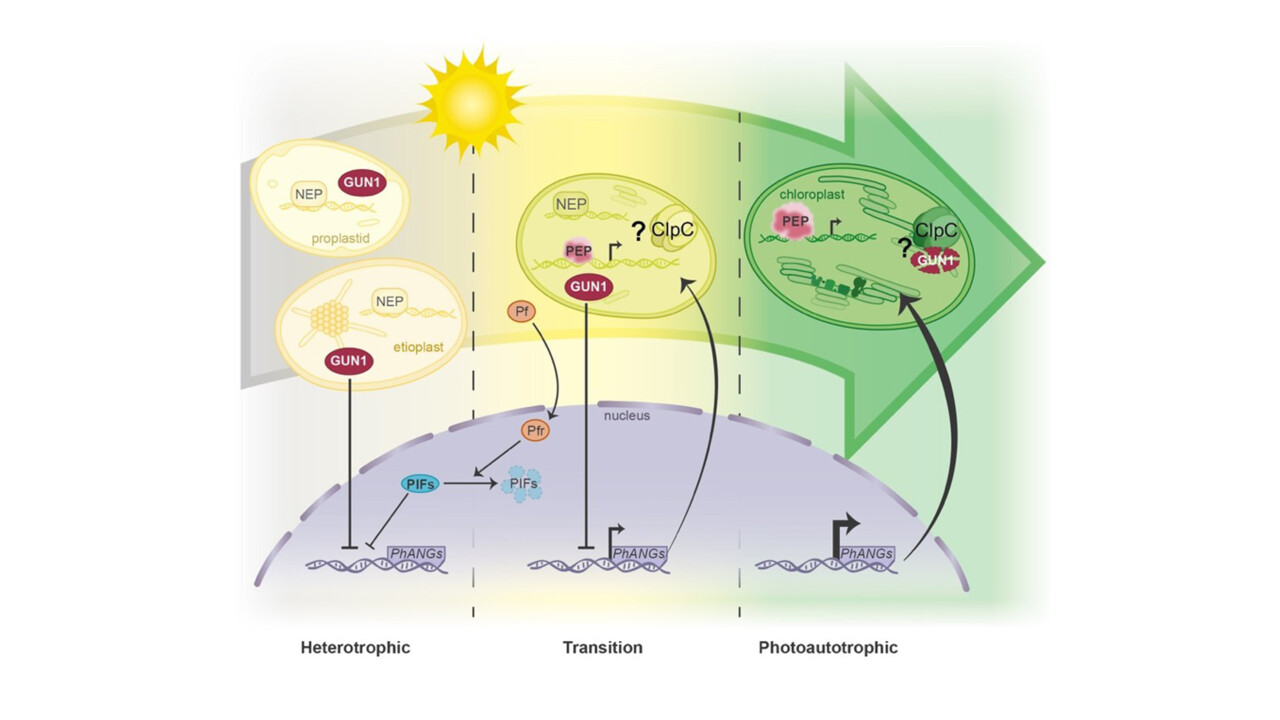 Establishment of Photosynthesis, a Tale of Two Genomes