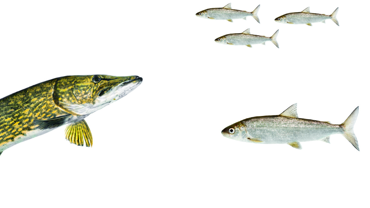Pike cause speciation in northern lakes