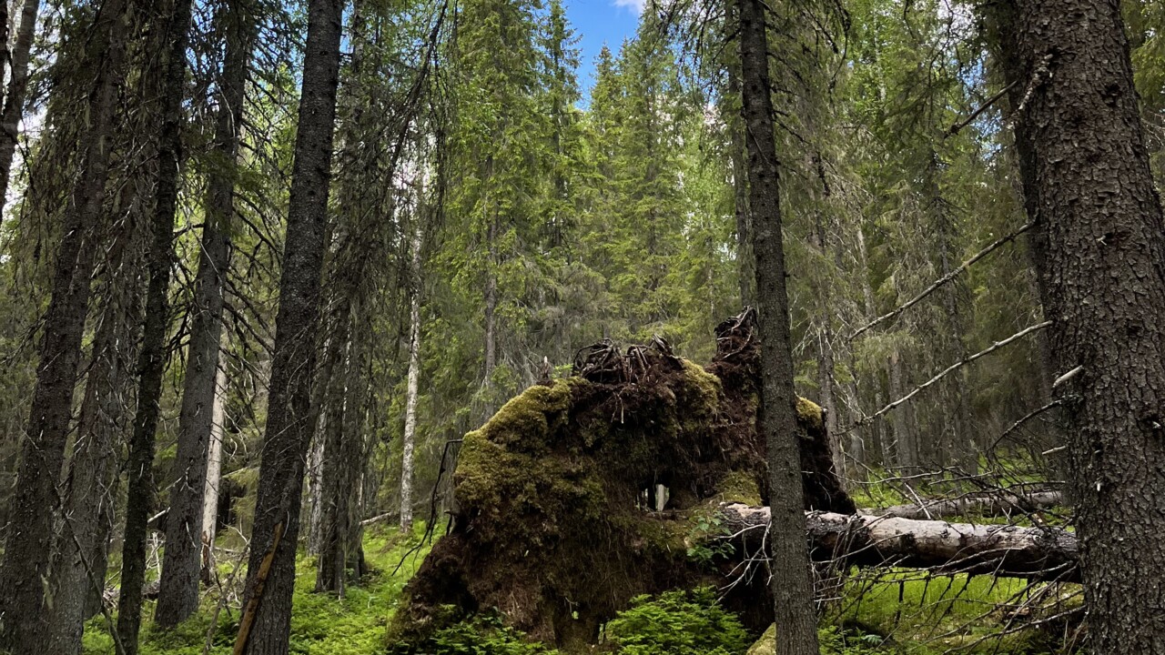 Scientists uncover widespread clearcutting of old Swedish forests