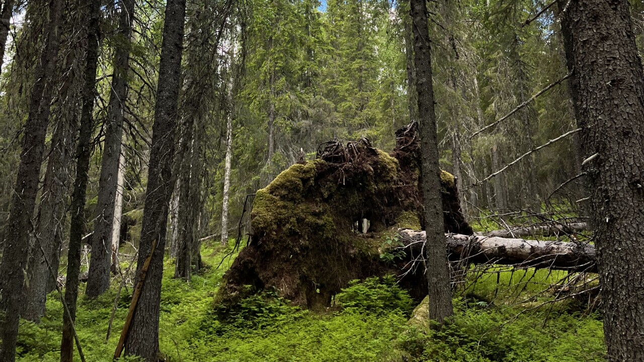 Studie avslöjar omfattande kalhuggning av naturliga skogar