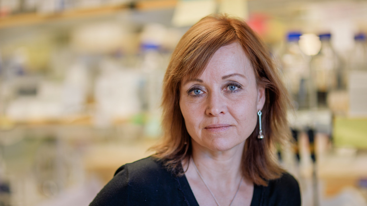 Type 2 diabetes and β-cell function