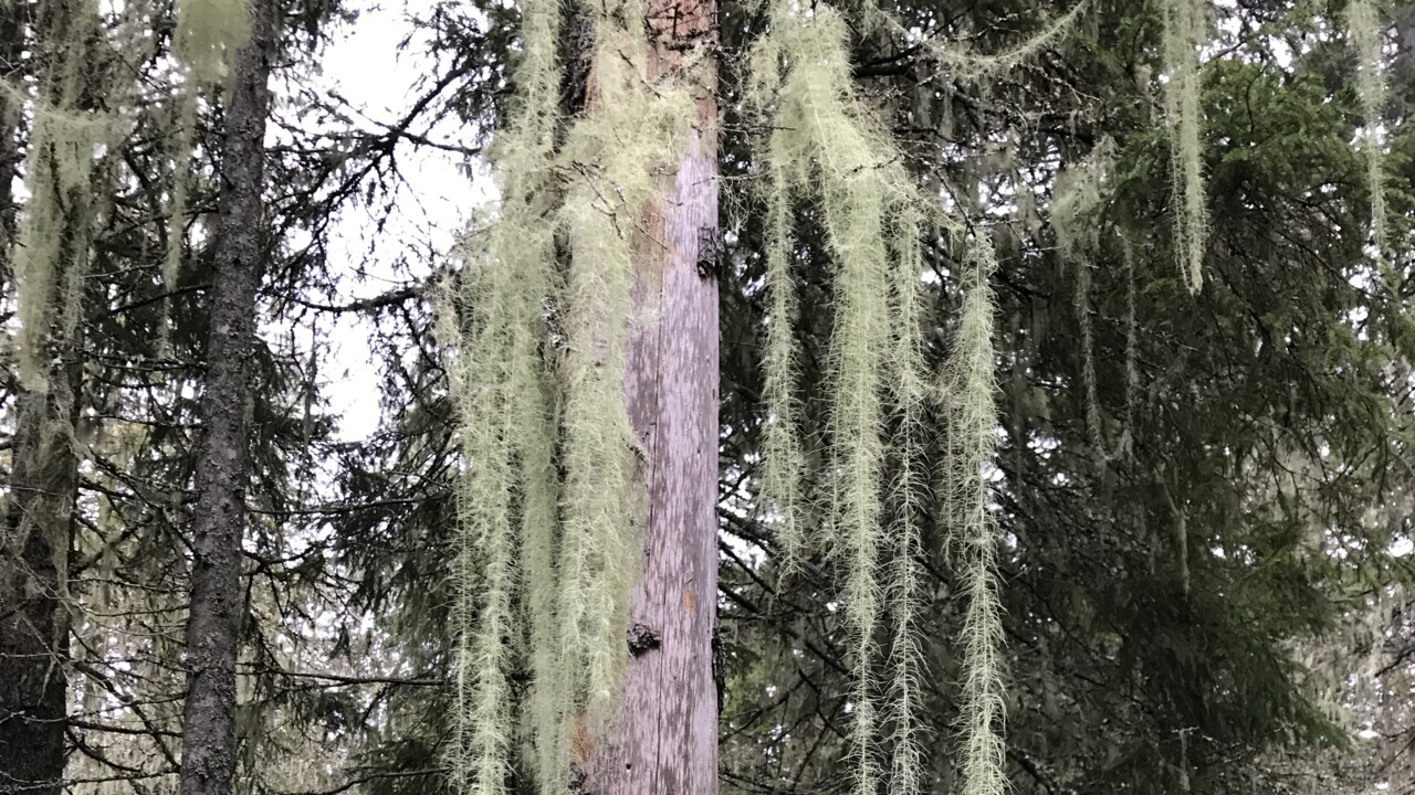 Verdens lengste lav minker i Skuleskogen nasjonalpark - Betzykrisesenter