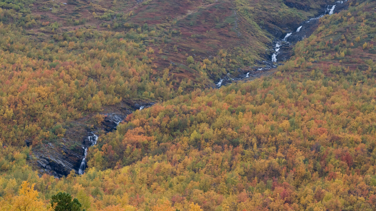 Ecosystem Dynamics in Arctic Streams