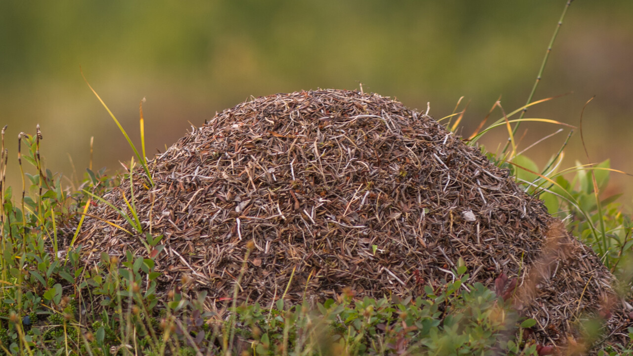 Using unmanned aerial vehicles and artificial intelligence to quantify ...