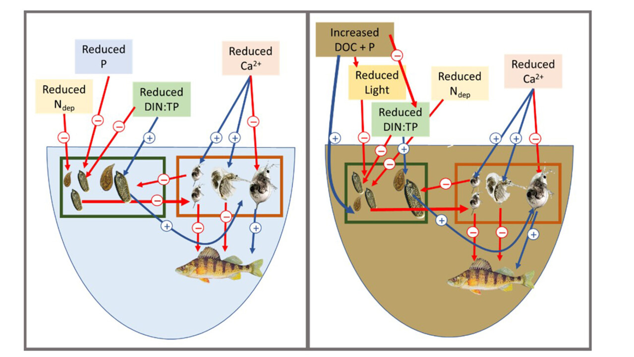 Global change depletes pelagic food webs in northern lakes (Web4Food)