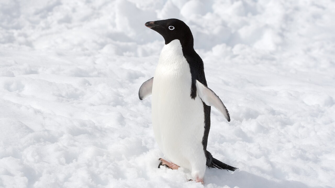 Gå som en pingvin i halkan, tipsar professor