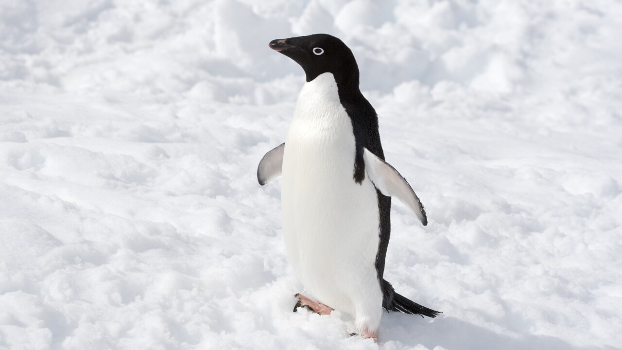 Gå som en pingvin i halkan, tipsar professor