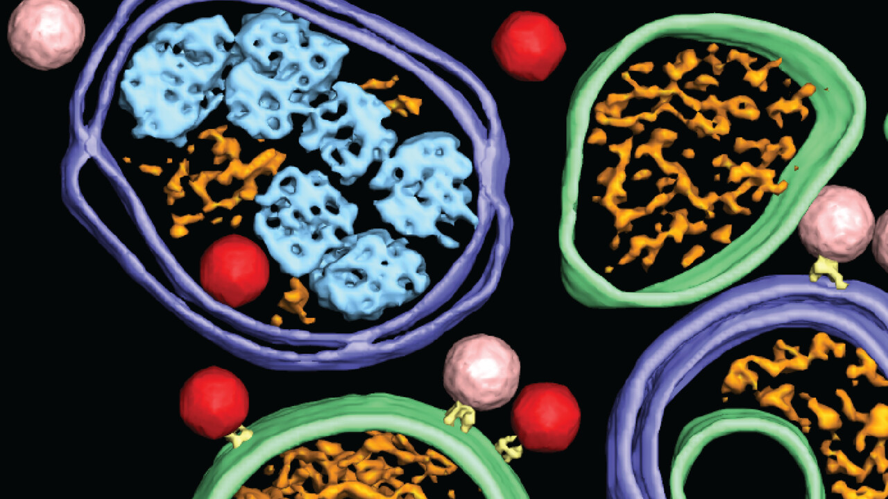 Research shows how poliovirus takes over cells from within