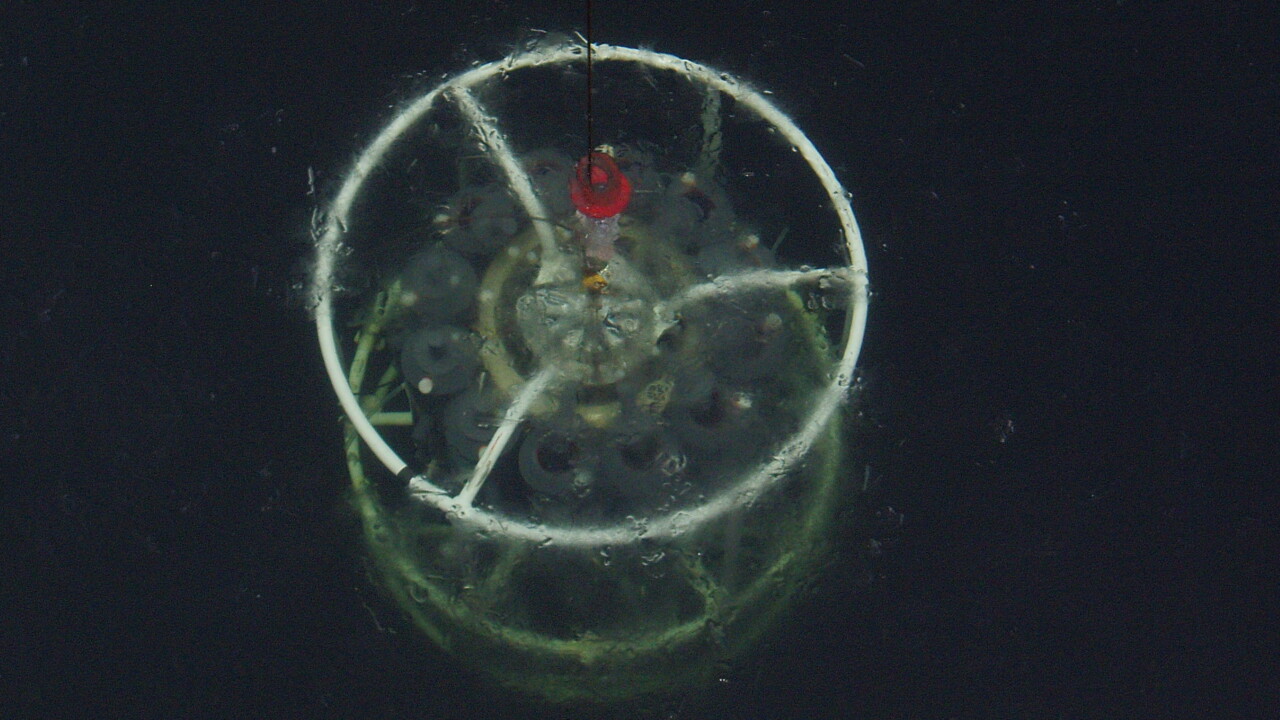 Digging deep into food web functions