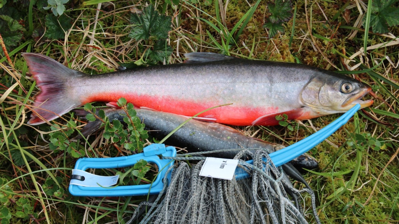 Grunda fjällsjöar ger storväxta fiskar