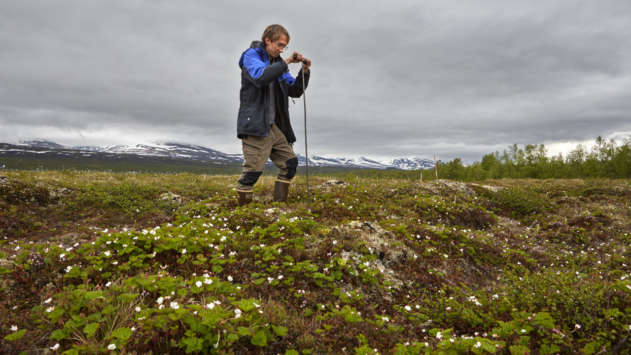 Terrestrial ecology