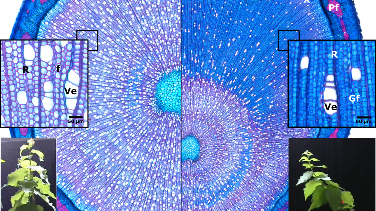 If a tree falls in a forest, can it lift itself up?