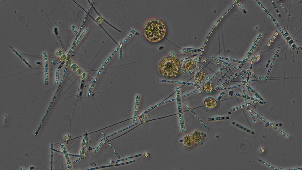 DNA-metabarcoding of marine phytoplankton DNA-metabarcoding of marine phytoplankton