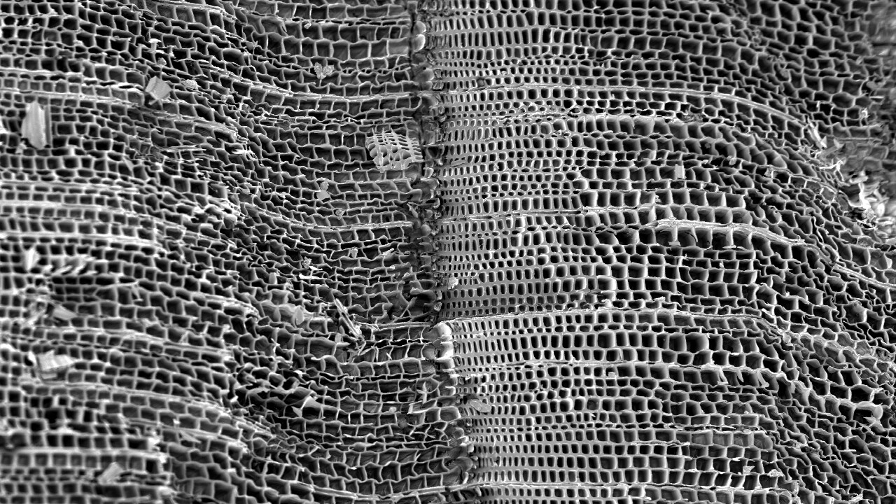 Wood species analysis